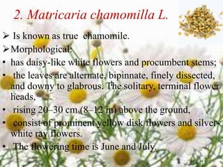 Botanical and pharmacological characteristics of the most popular ...