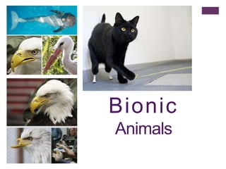 Medical prosthetics | PPTX | Foot Health | Diseases and Conditions