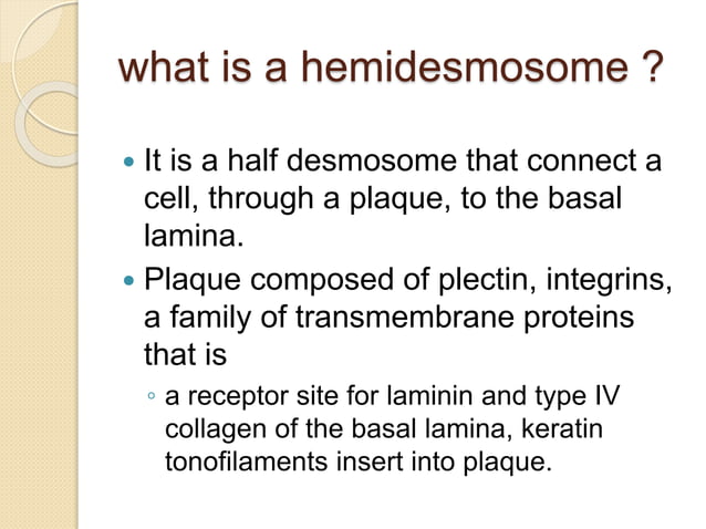 Medical significance of hemidesmosomes | PPTX | Skin and Dermatology | Diseases and Conditions