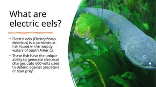 Presentation on Electric Eels in biology | PPTX