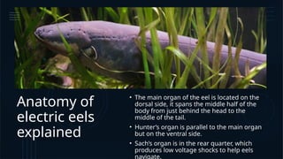 Presentation on Electric Eels in biology | PPTX