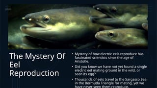 Presentation on Electric Eels in biology | PPTX