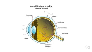 Eye survival for medical students, a narrated presentation. | PPTX