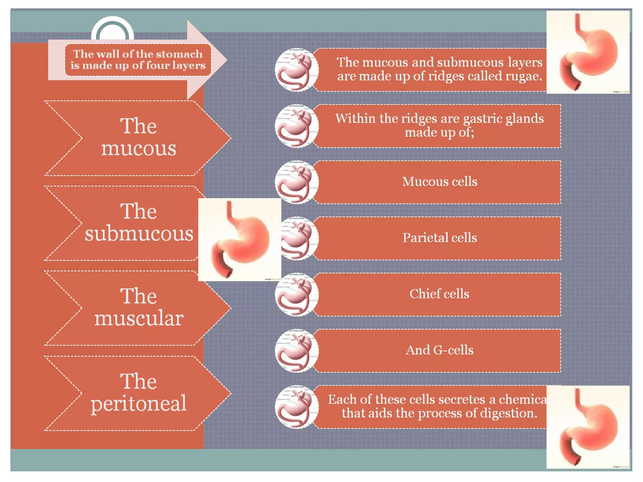 Medical Term Presentation 1 | PPT