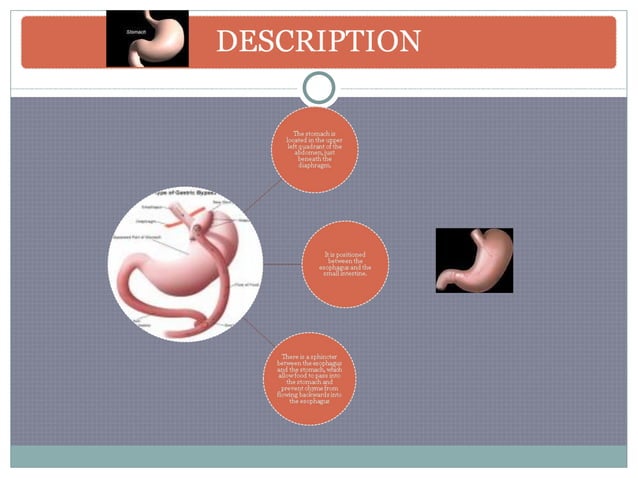 Medical Term Presentation 1 | PPT