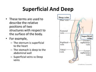 Medical terminology | PPTX