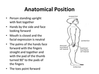 Medical Terminology For Face
