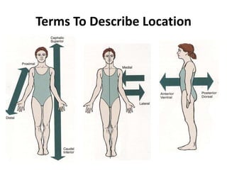 Medical terminology | PPT