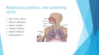 Medical terminology | PPTX