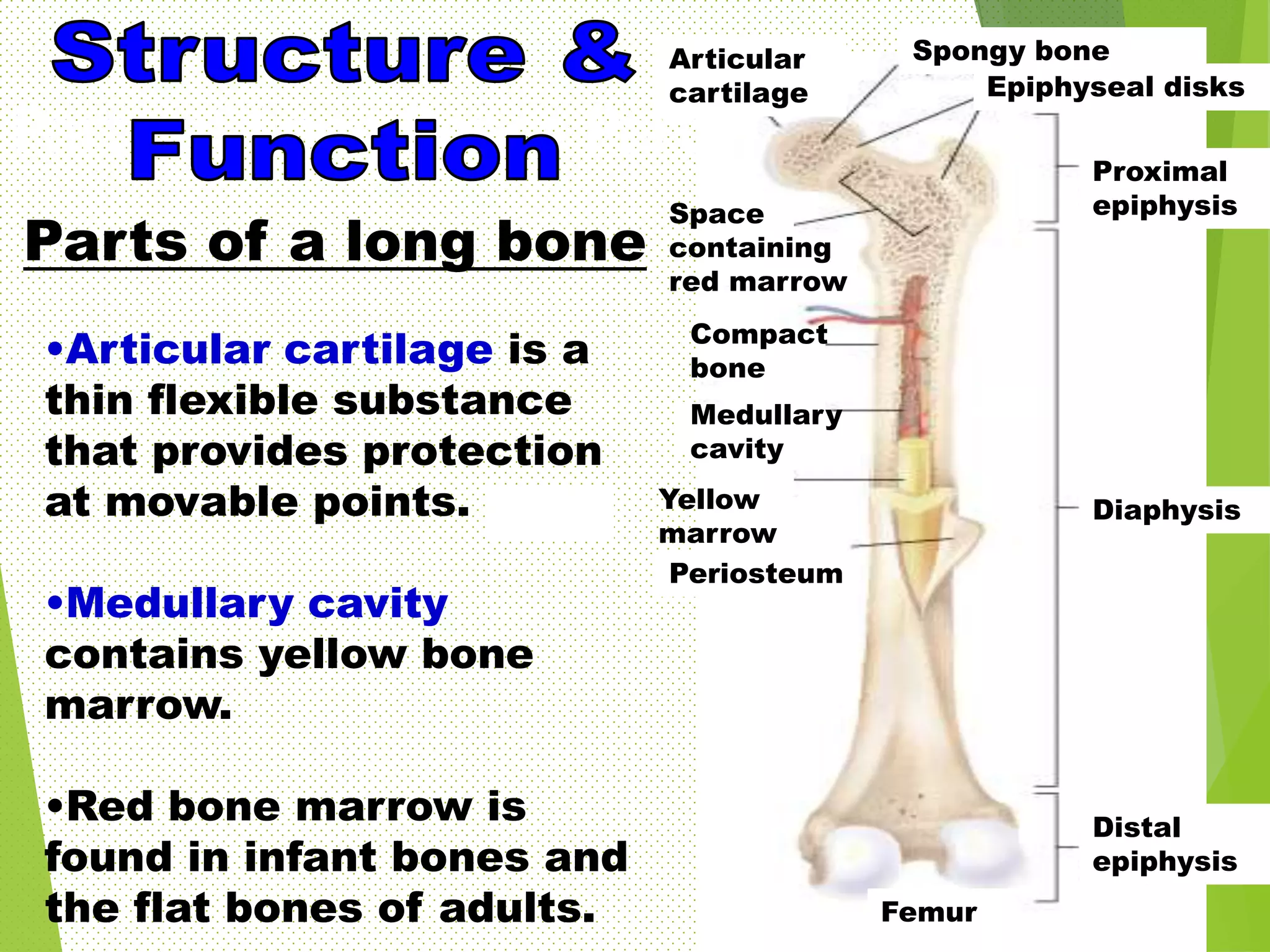 medical terminology.ppt