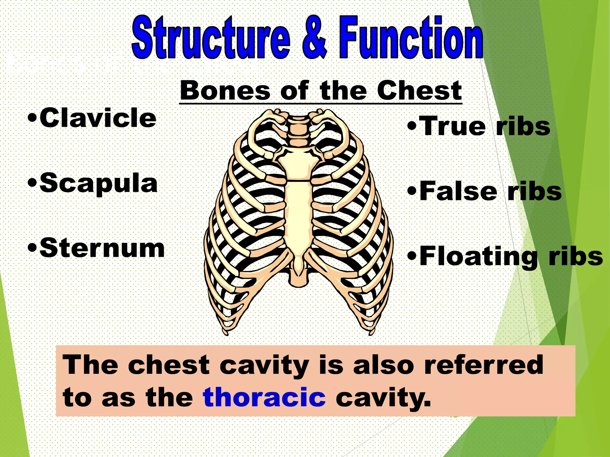 medical terminology.ppt