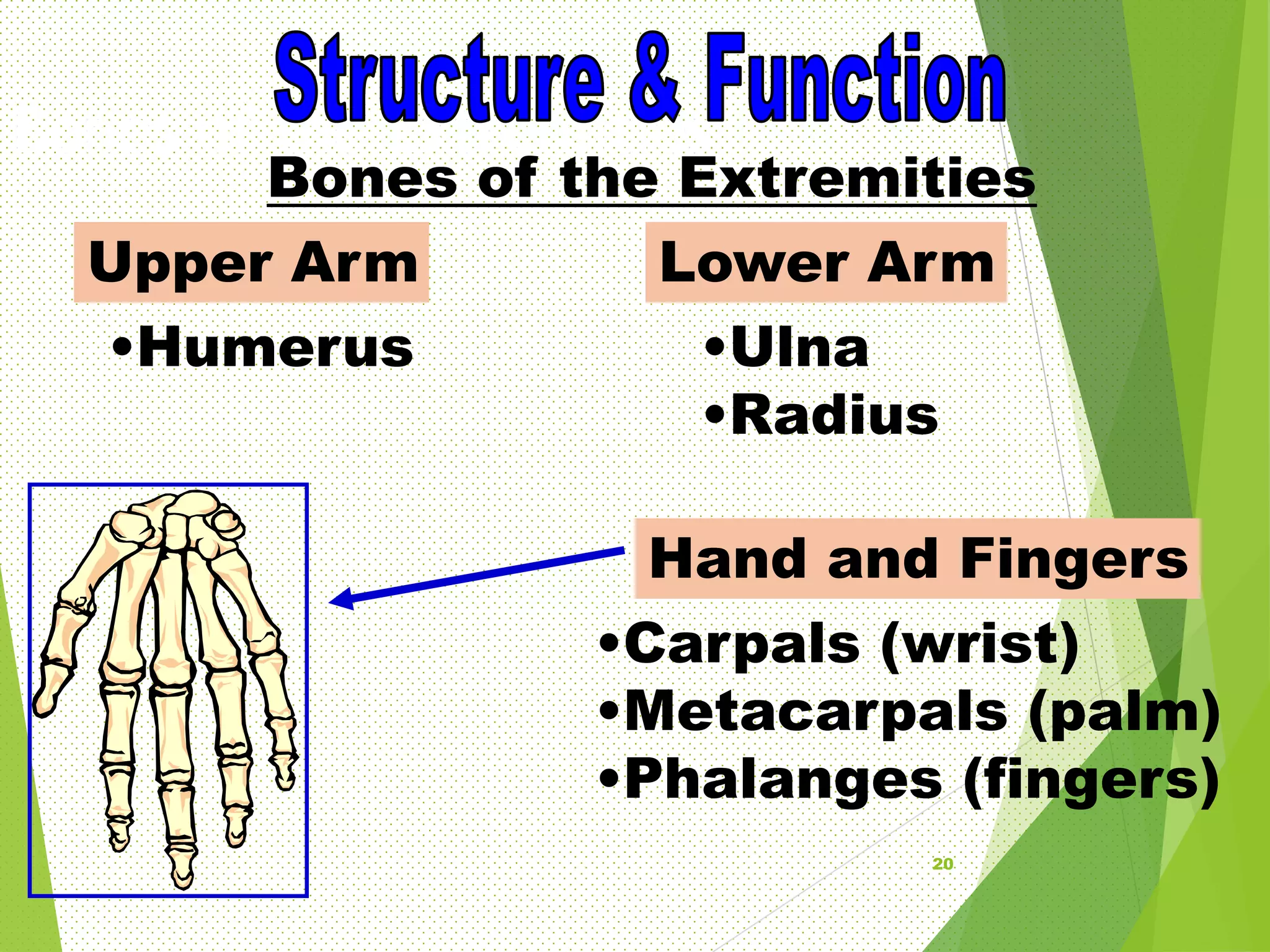 medical terminology.ppt