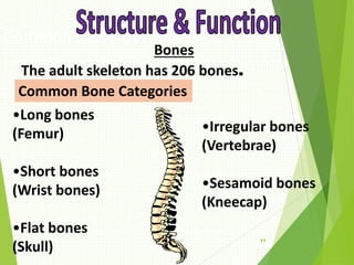 medical terminology.ppt