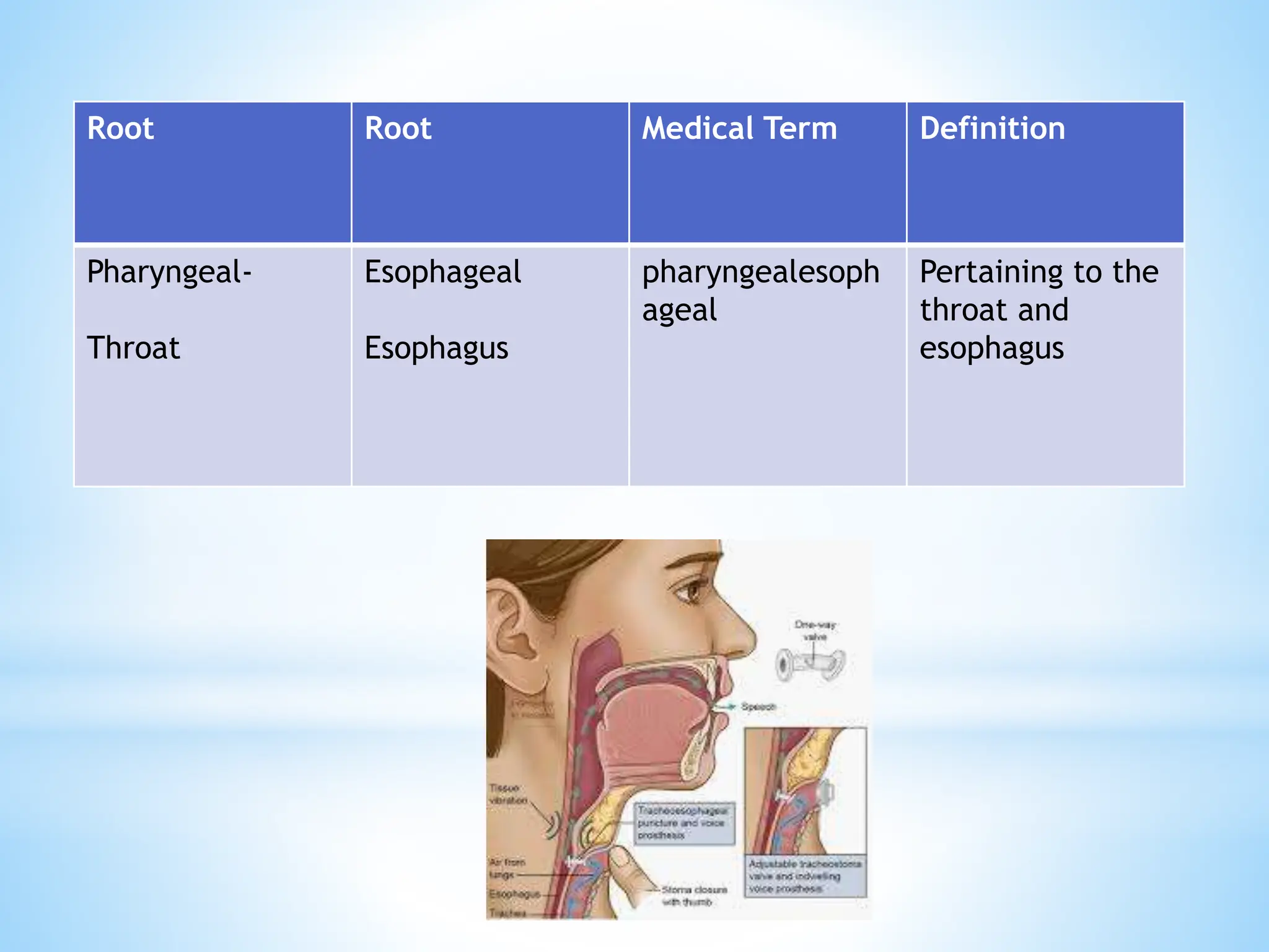Medical Terminology root prefixes sufixes.pptx