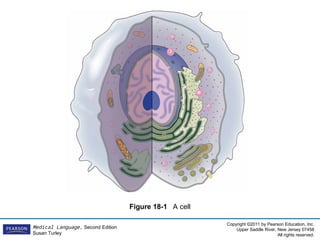 Medical Terminology 18.ppt and oncology's | PPT