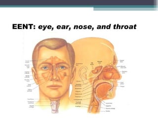 Medical Terminology For Face