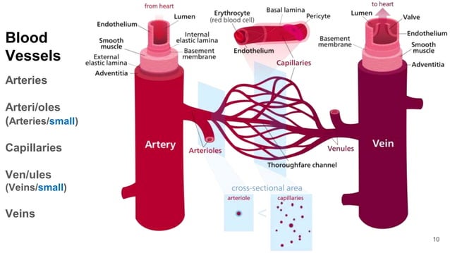 Medical_Terminology_Cardiovascular.ppt | Heart and Cardiovascular ...