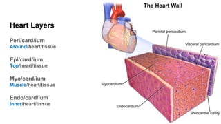 Medical_Terminology_Cardiovascular.ppt