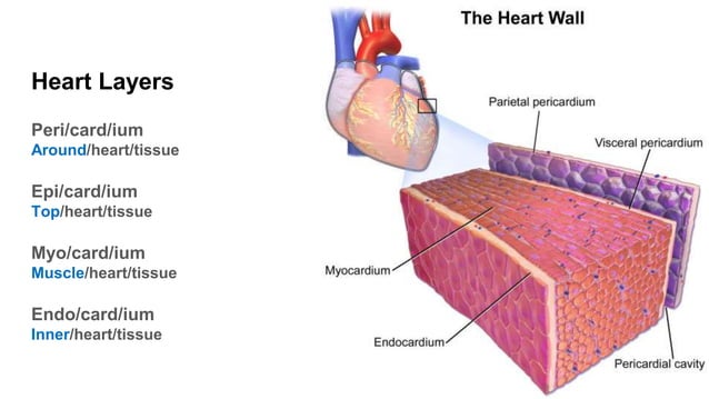 Medical_Terminology_Cardiovascular.ppt | Heart and Cardiovascular ...