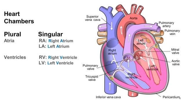 Medical_Terminology_Cardiovascular.ppt | Heart and Cardiovascular Diseases | Diseases and Conditions