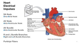 Medical_Terminology_Cardiovascular.ppt