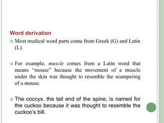 Presentation Medical terminology prefix,suffix.pptx