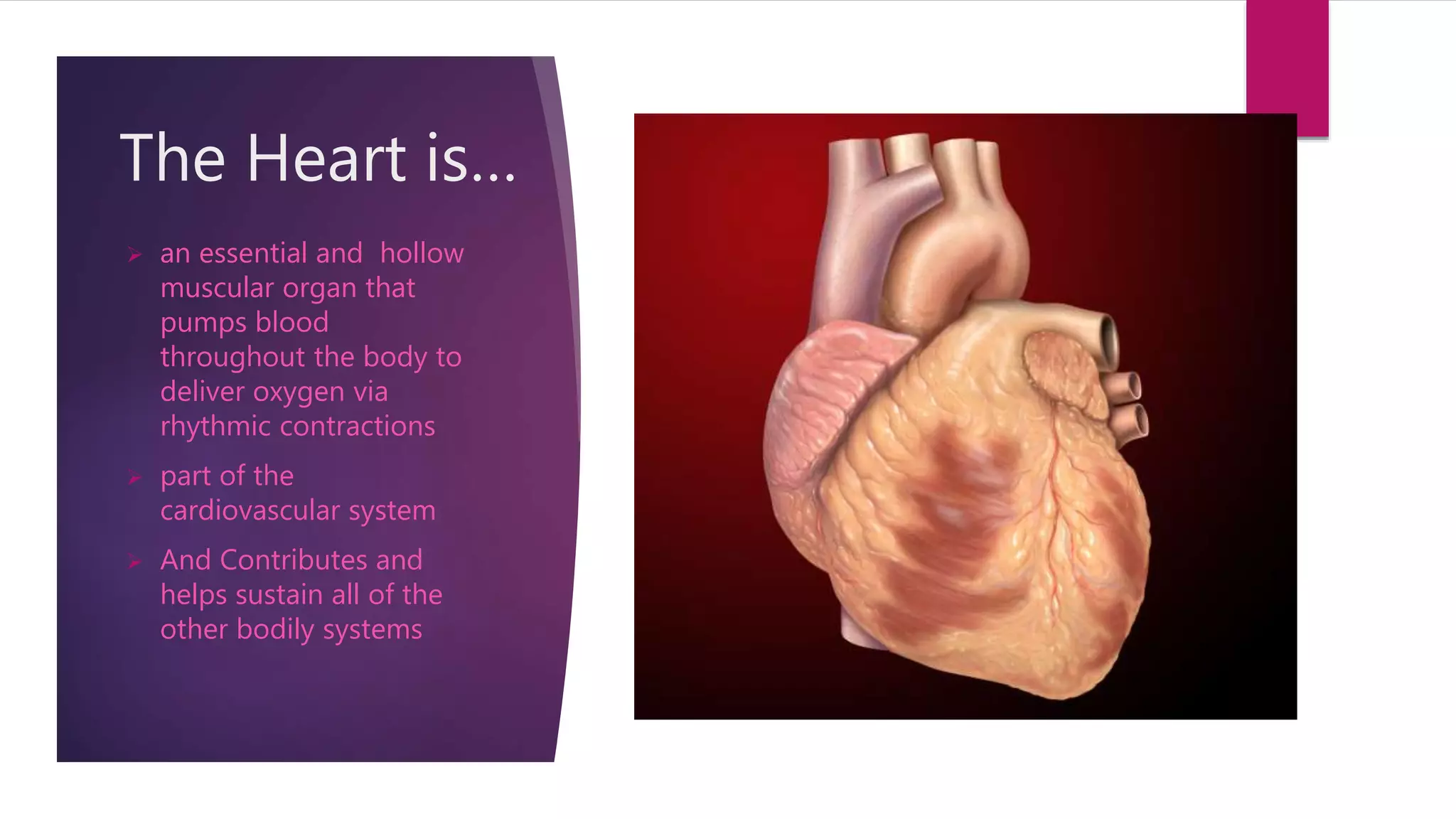 Medical Terminology Presentation 1: The Heart | PPTX