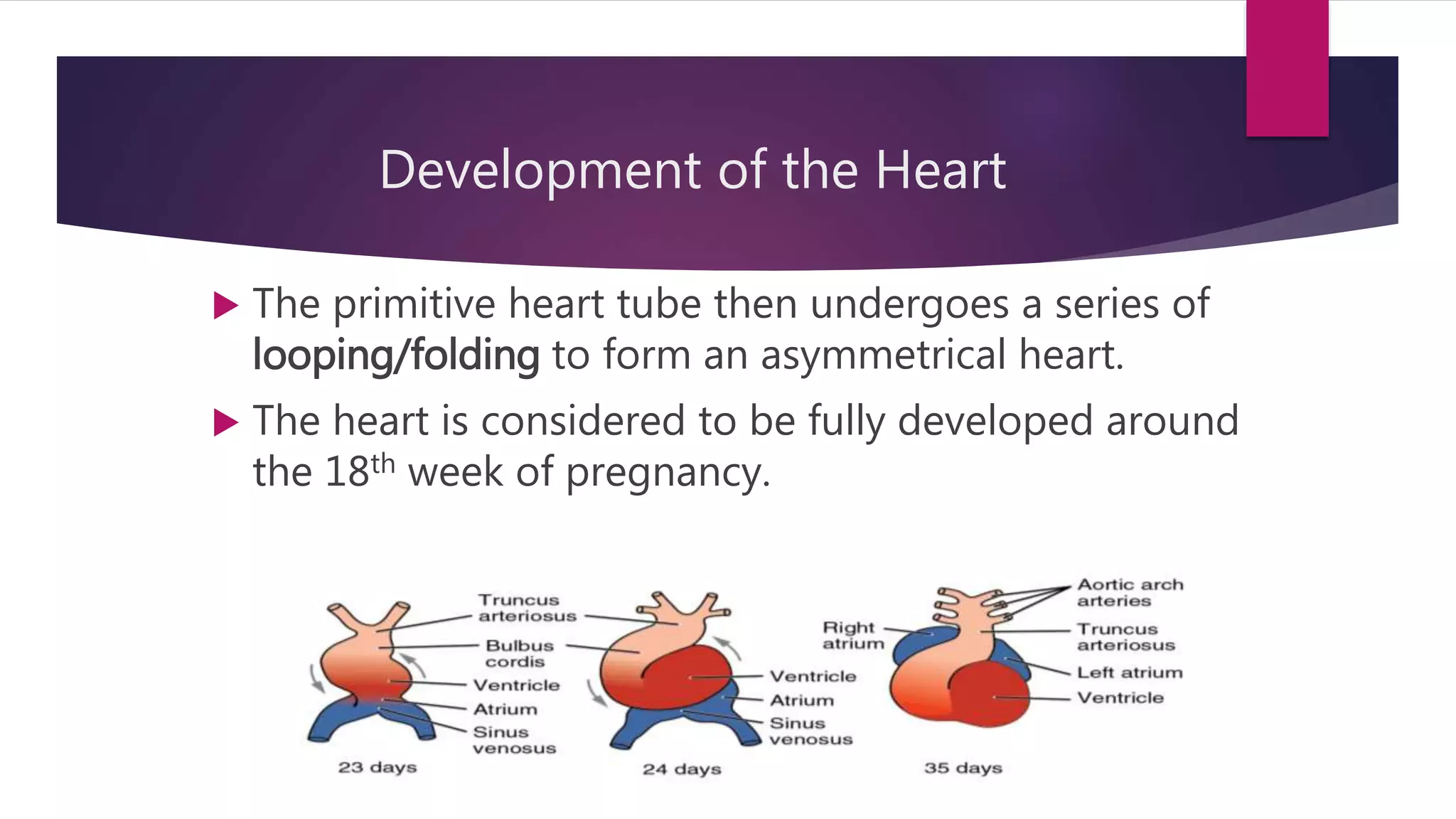 Medical Terminology Presentation 1: The Heart | PPTX