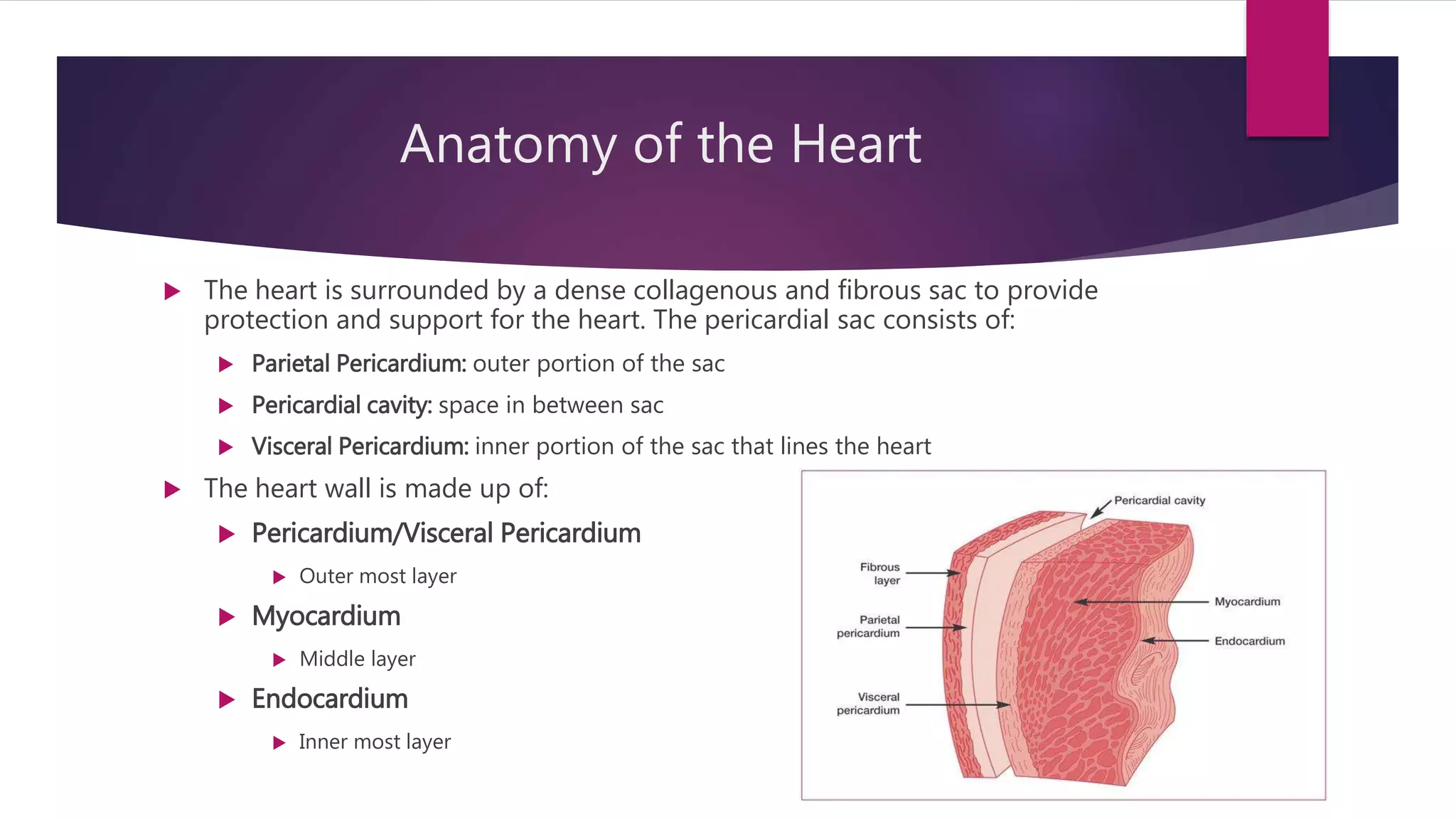 Medical Terminology Presentation 1: The Heart | PPTX