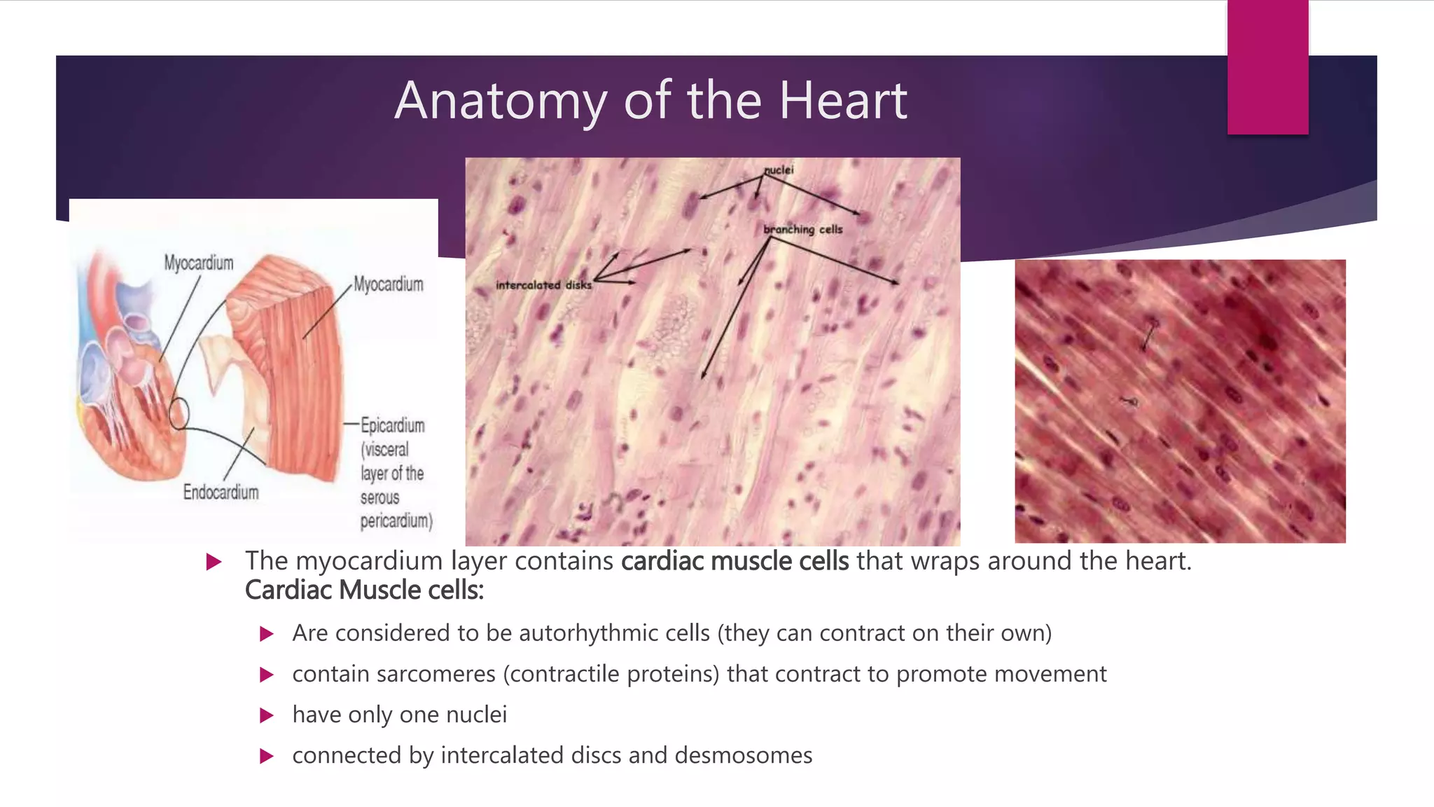 Medical Terminology Presentation 1: The Heart | PPTX