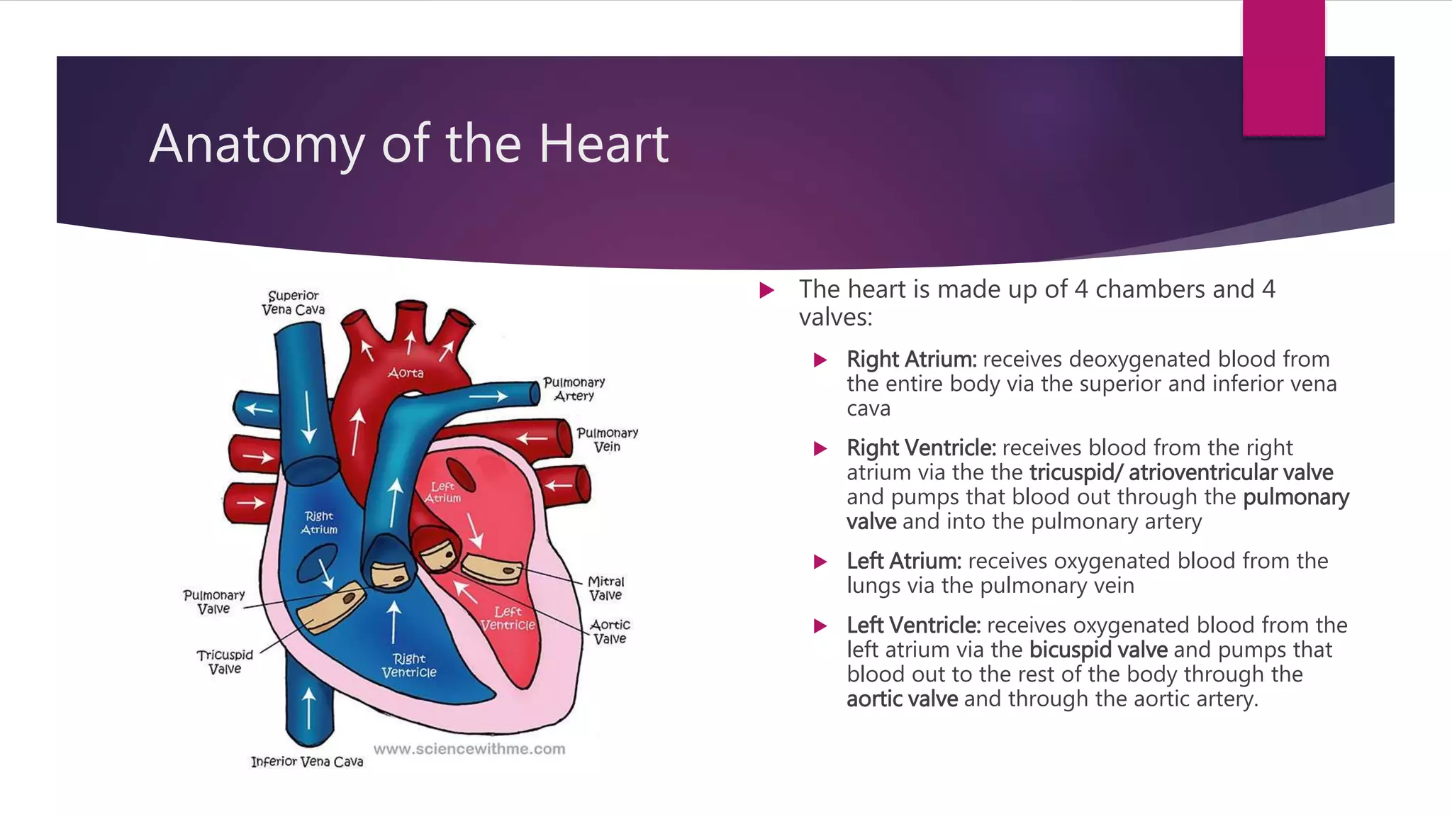 Medical Terminology Presentation 1: The Heart | PPTX