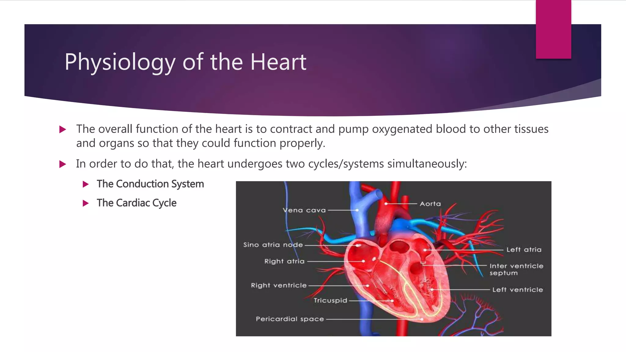 Medical Terminology Presentation 1: The Heart | PPTX