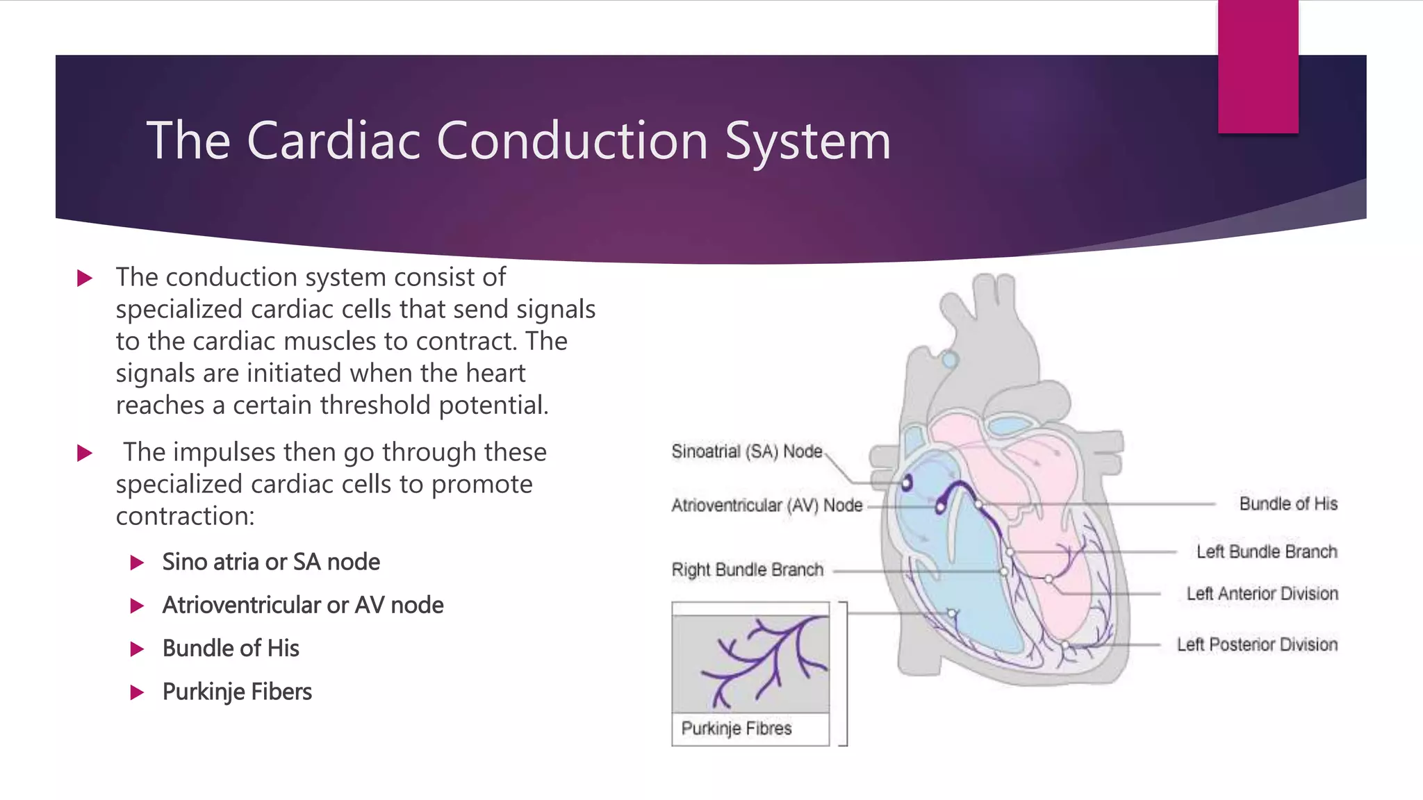 Medical Terminology Presentation 1: The Heart | PPTX