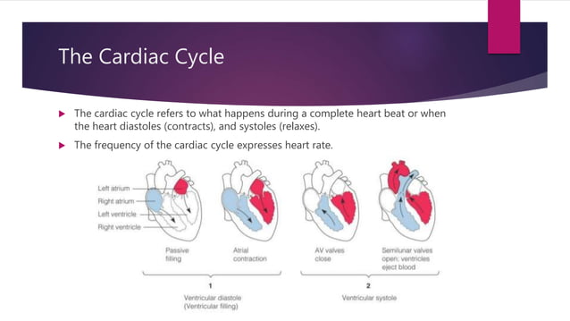Medical Terminology Presentation 1: The Heart | PPTX