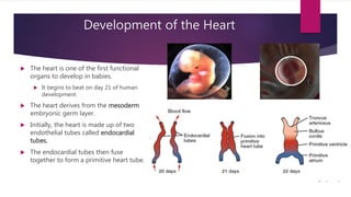 Medical Terminology Presentation 1: The Heart | PPTX