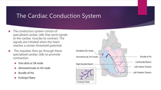 Medical Terminology Presentation 1: The Heart | PPTX