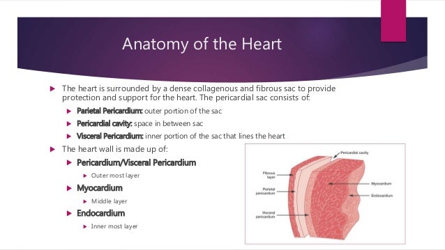 Medical Terminology Presentation 1: The Heart