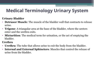 Medical Terminology Urinary System-1.pptx