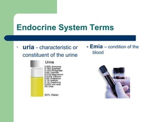 Medical terms chapter 11 | PPT | Endocrine and Metabolic Diseases ...