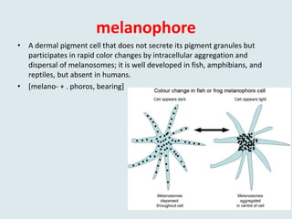 Medical terms: colors | PPTX