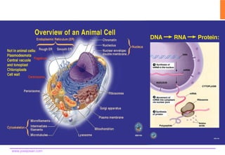 Medicamentos Biologicos Sem Int Dr Jose Josan Parte I | PPT