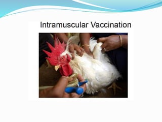 General principles of poultry medication | PPTX