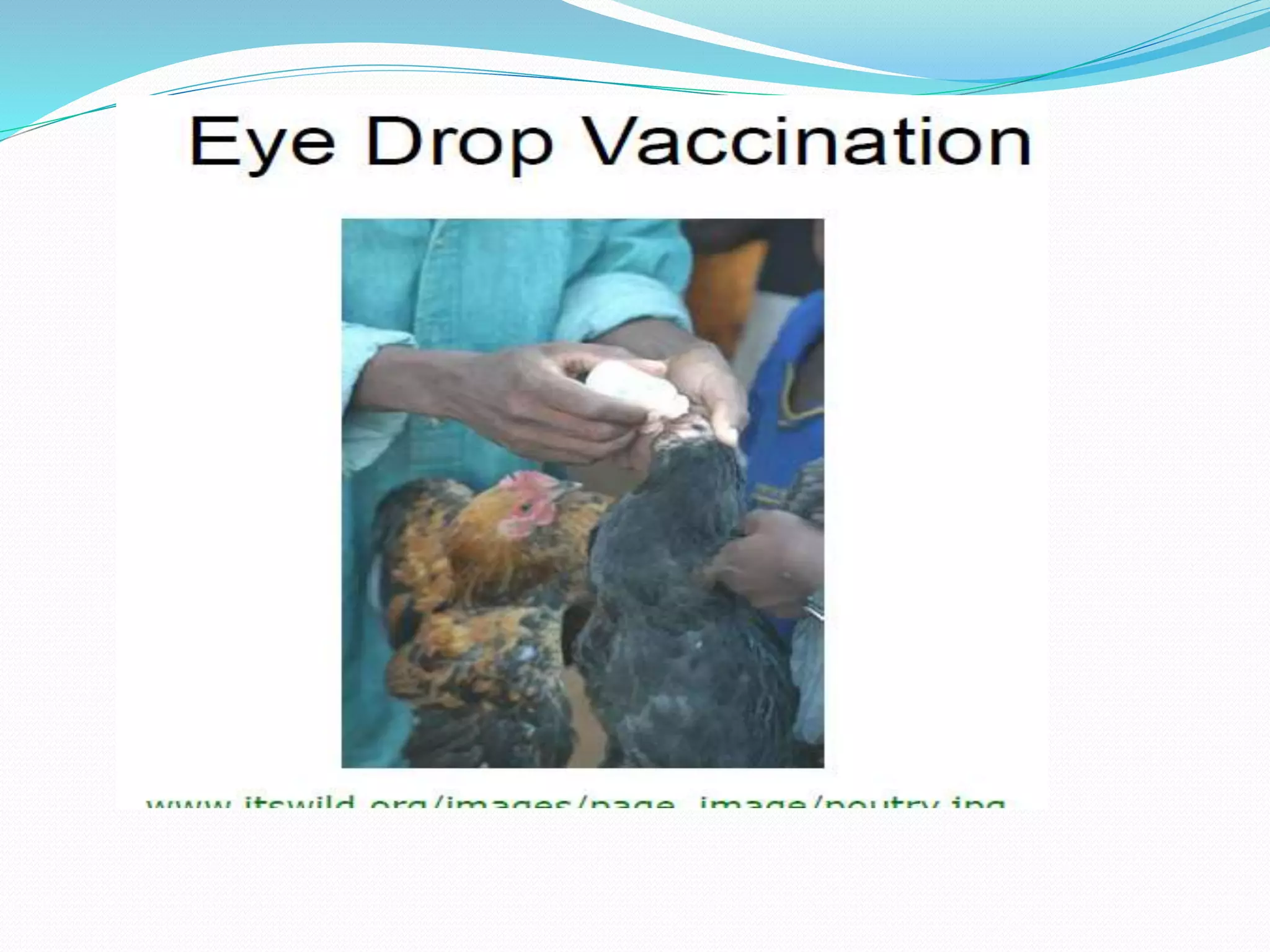 Medication and health care poultry | PPTX