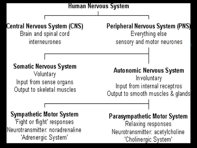 Medications Affecting The Nervous System | PPT
