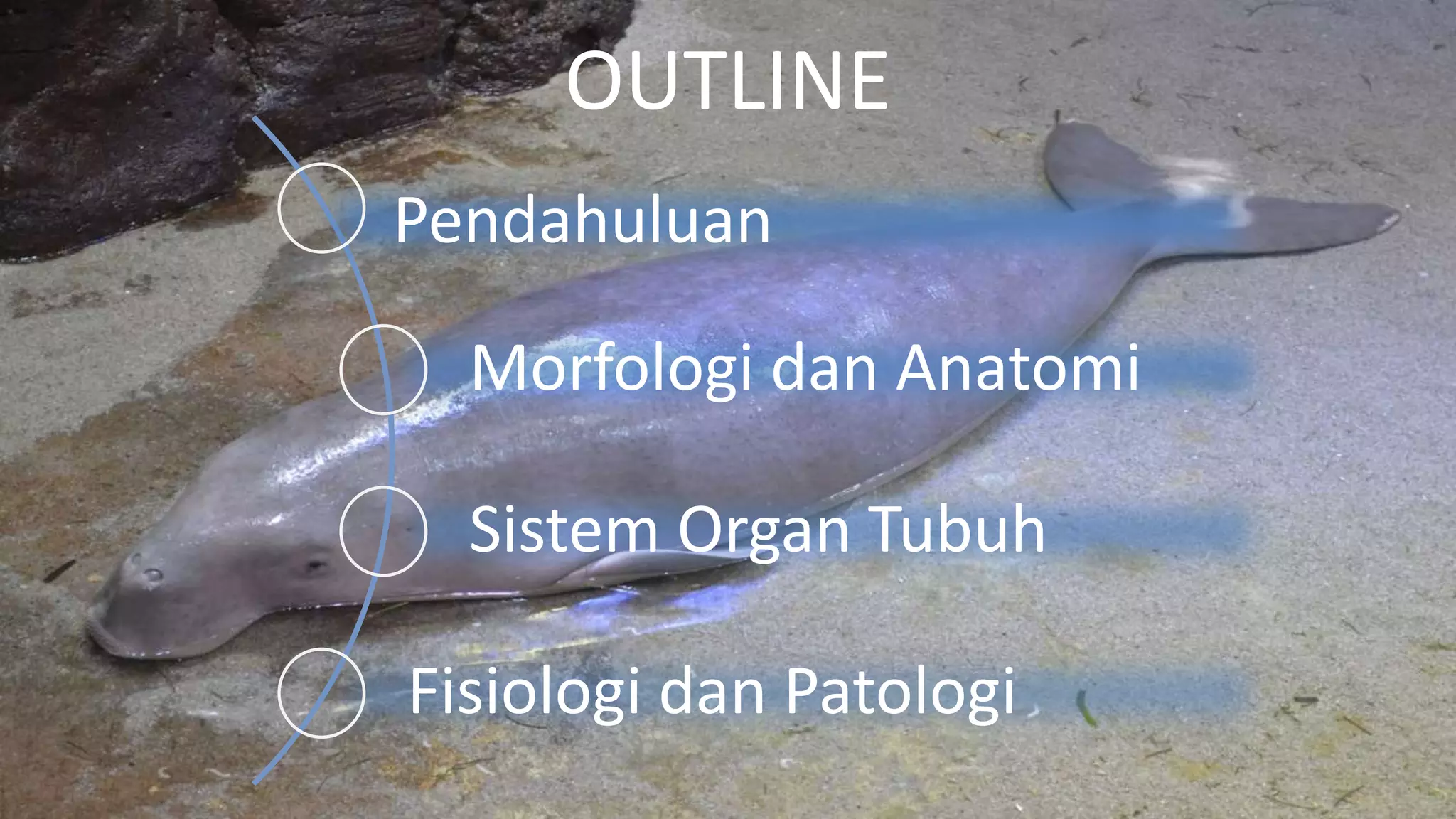 Medic conservation in indonesian dugongs. a physiologycal and ...