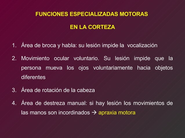 Fisiologia Funciones Motoras | PPT