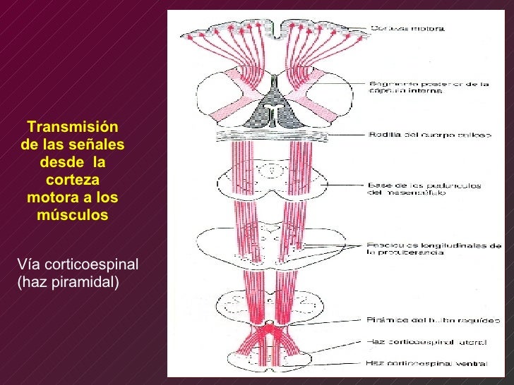 Fisiologia Funciones Motoras