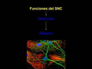 Medicina Fisiologia Generalidades Snc | PPT