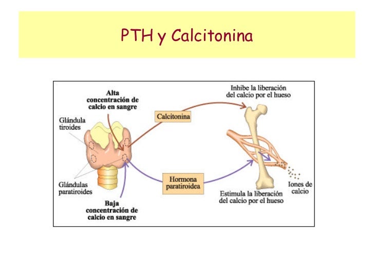 Fisiologia Pth, Calcitonina, Ca, Fosforo Y Mg Mg