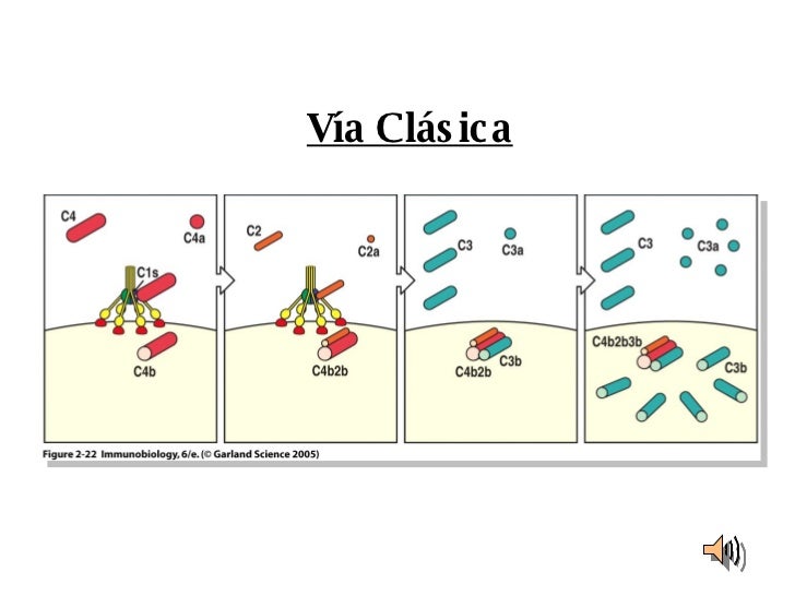 Inmunologia Sistema De Complemento